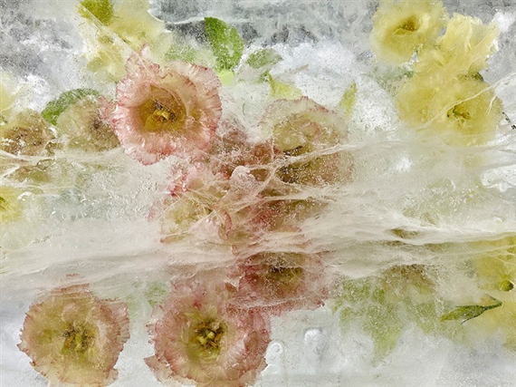 Kenji Shibata | Artist Overview | MutualArt
