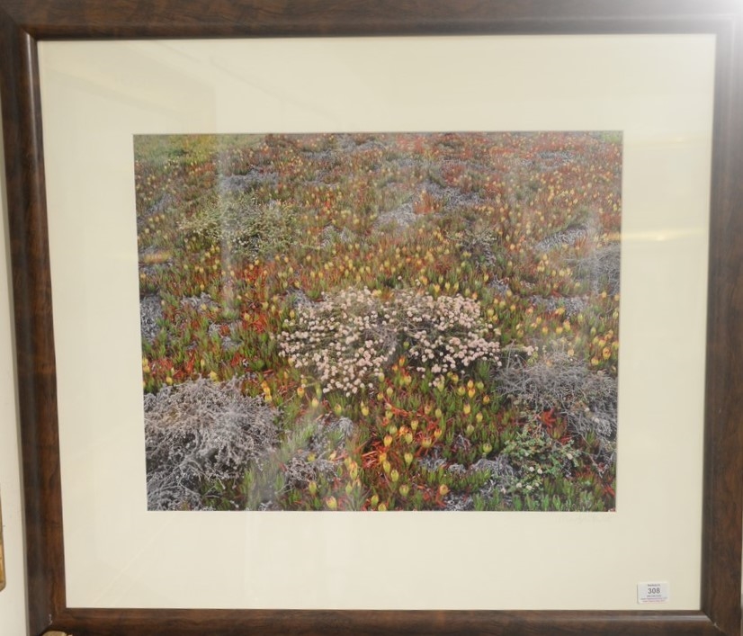 Christopher Burkett | Blossoming Shrub and Ice Plants California (1996 ...