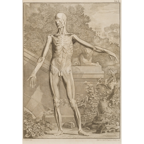 Bernhard Siegfried Albinus | Tables of the skeleton and muscles of the ...