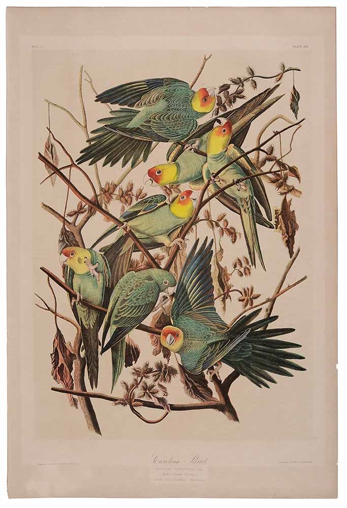John James Audubon | Carolina Parrot Plate 278 from Birds of America ...