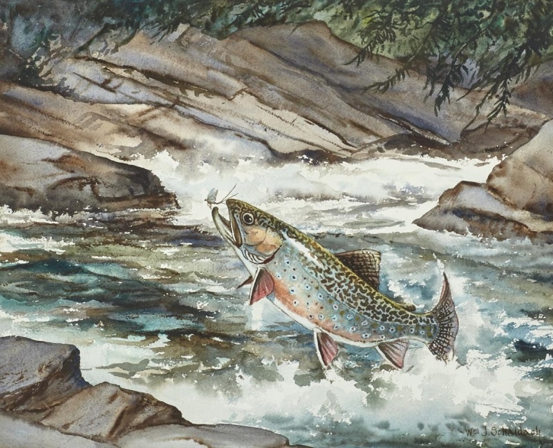 Brook Trout Jumping
