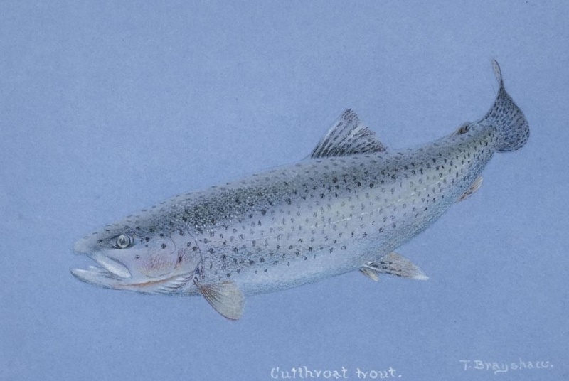 Thomas Brayshaw | Cutthroat Trout, Coho (1949) | MutualArt