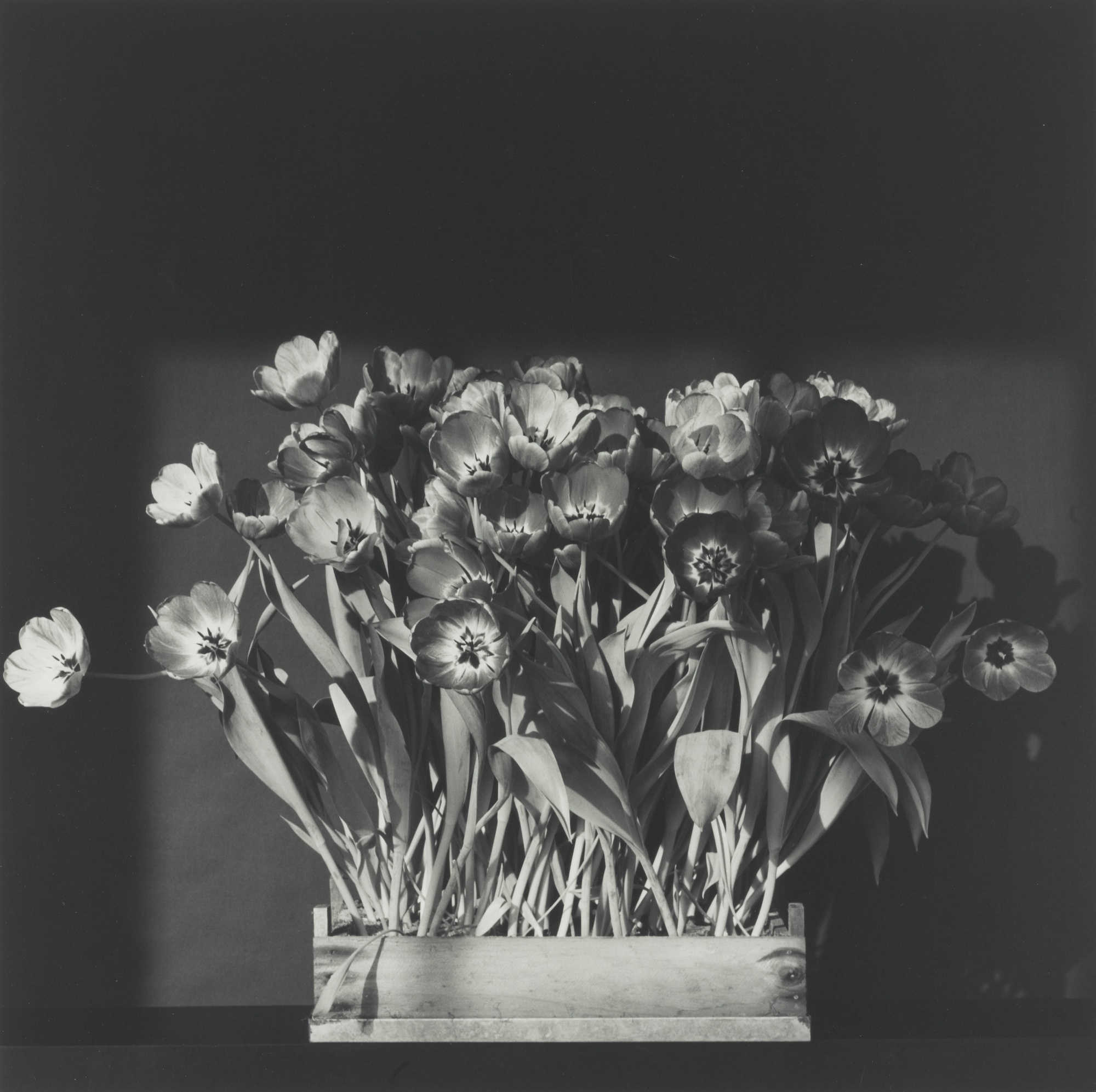 Robert Mapplethorpe | Tulip. (1984) | MutualArt