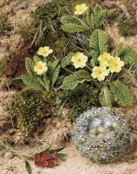 John Sherrin | Still Life with primroses, a violet and a birds nest on ...