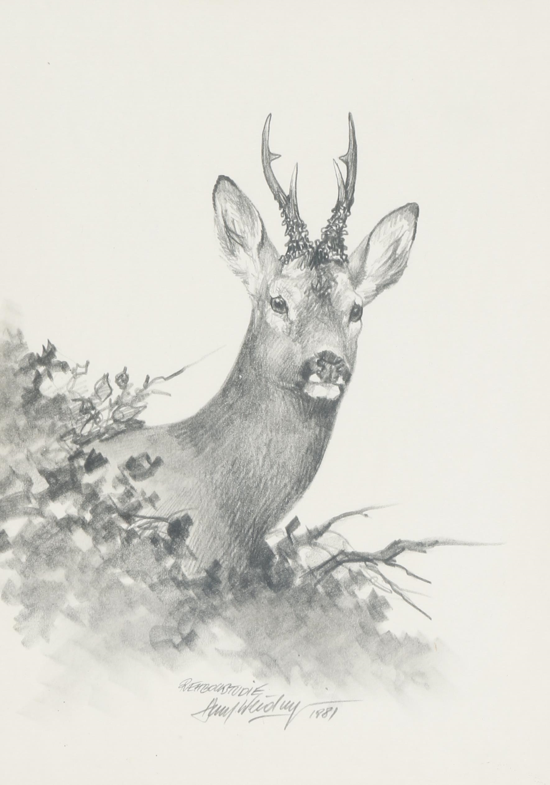 Hubert Weidinger | 2 Bilder Rehbockstudie (1981) | MutualArt