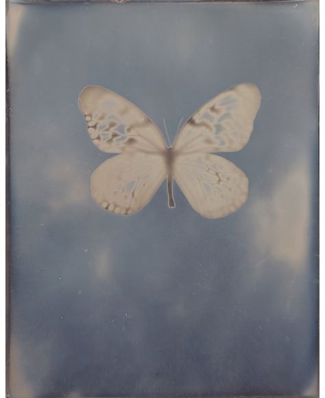 Adam Fuss | Untitled (2009) | MutualArt