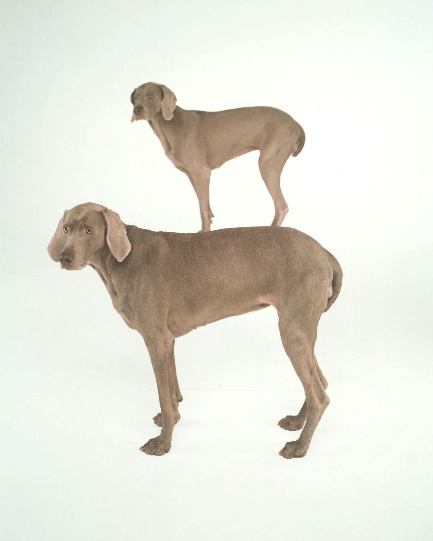 William Wegman | Dog and Pony (1997) | MutualArt