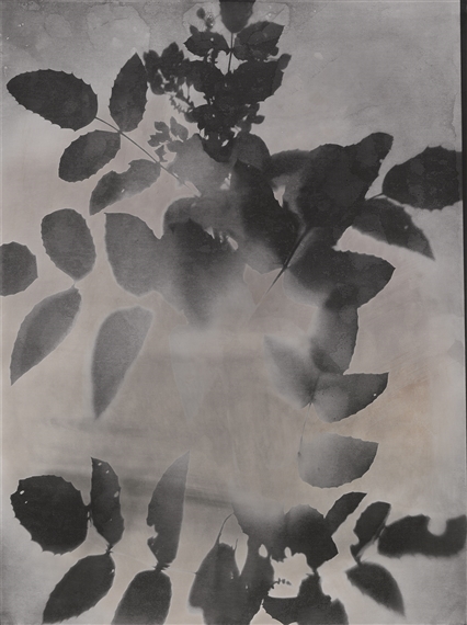 Manuela Höfer | Plant photograms (triptych) (2013) | MutualArt