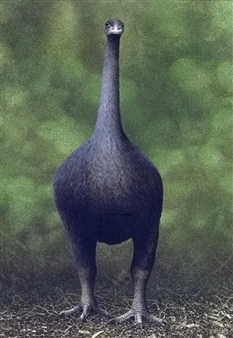 Paul Martinson | Giant Moa (1991) | MutualArt