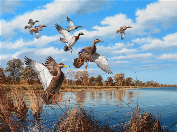 David Maass | Abrupt Departure – Black Ducks and Mallards | MutualArt