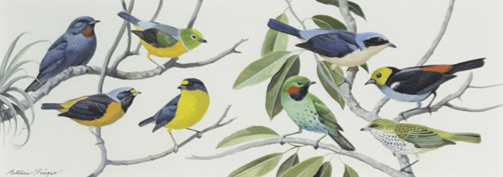 Arthur B.Singer | Tanagers and Euphonia | MutualArt