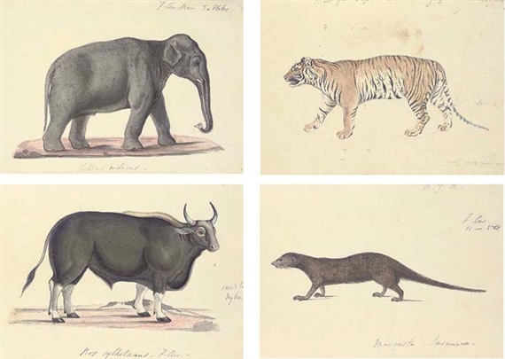 Thomas Claverhill Jerdon | The Mammals of India, Parts 1-3 | MutualArt