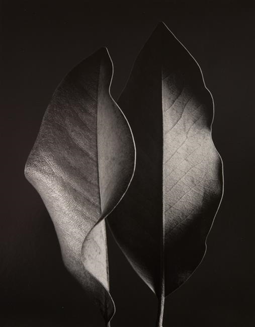 Ruth Bernhard | Within, 1969 | MutualArt