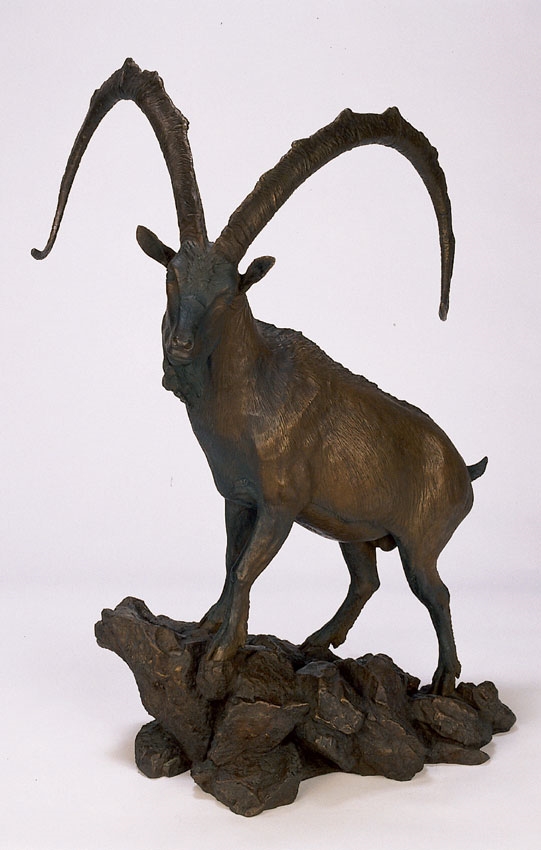 Persian Ibex
