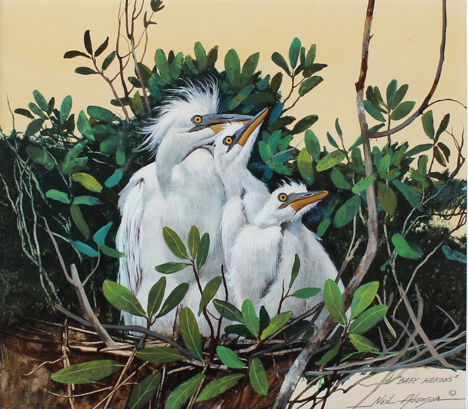 Neil Adamson | Baby Herons | MutualArt