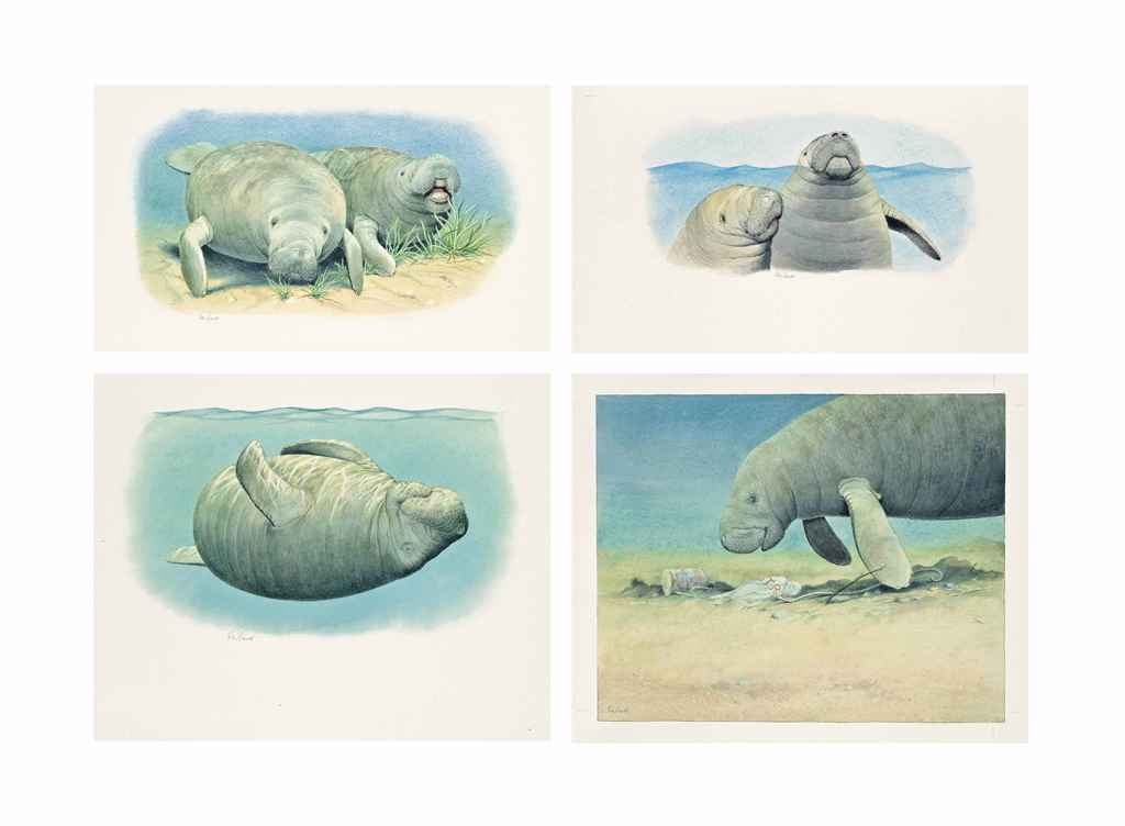 Peter Barrett | A set of four illustrations of Manatees | MutualArt