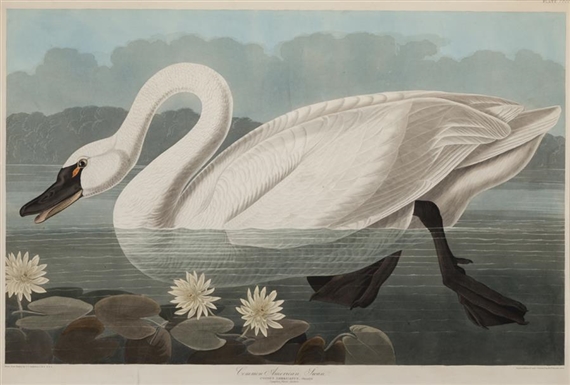 John James Audubon | The Common American Swan, Plate 411, Cygnus ...