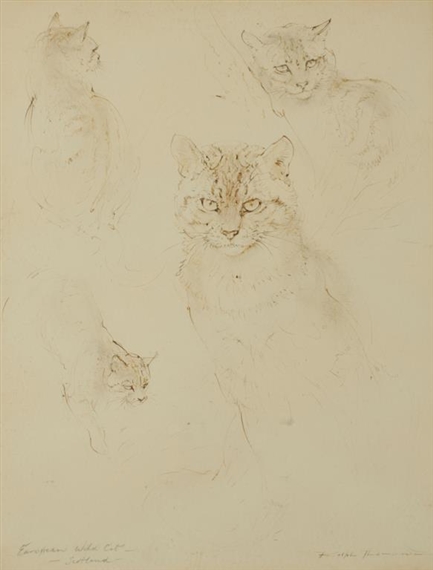 Ralph Thompson | European Wild Cat- Scotland | MutualArt