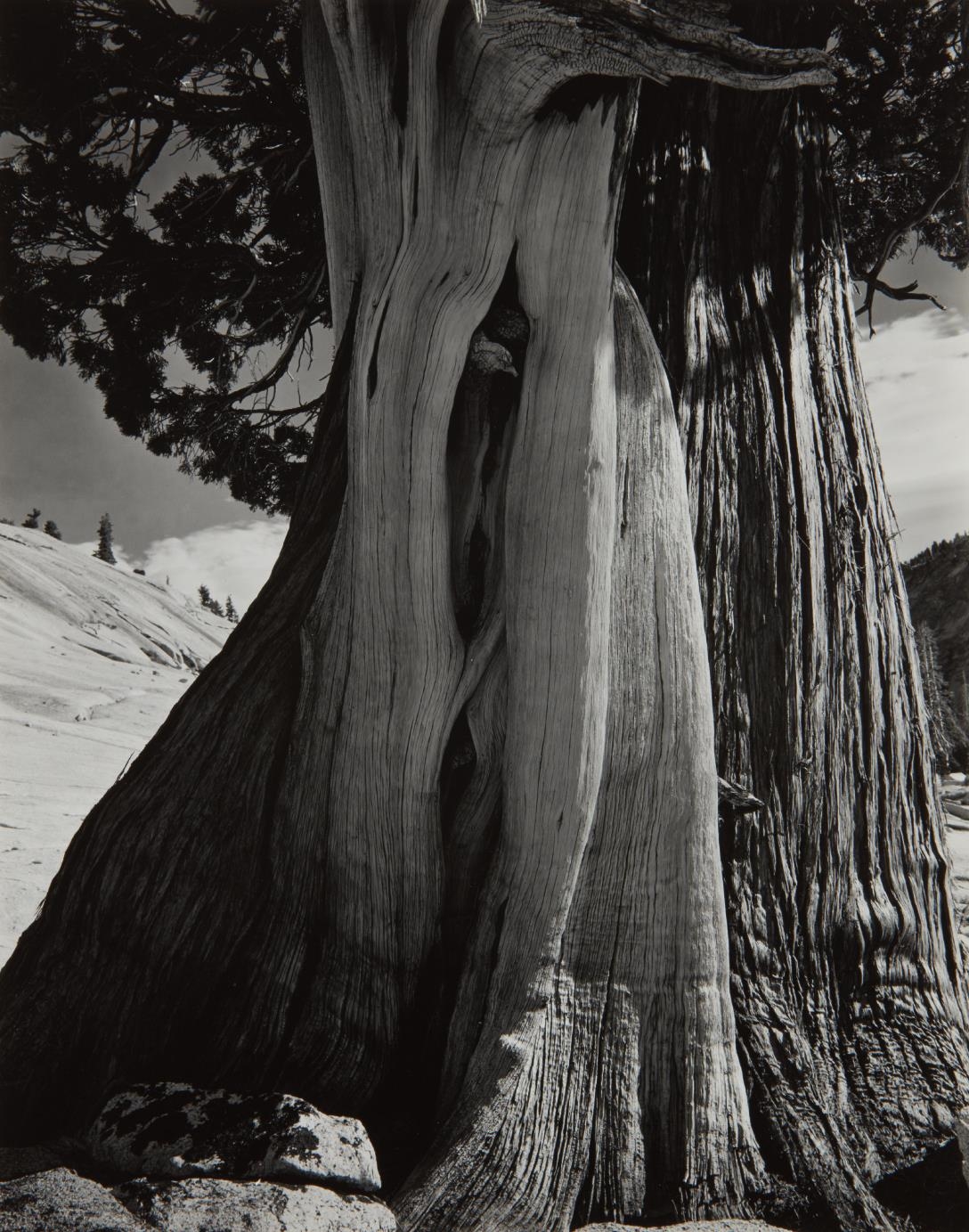 Edward Weston | Nude (1933) | MutualArt