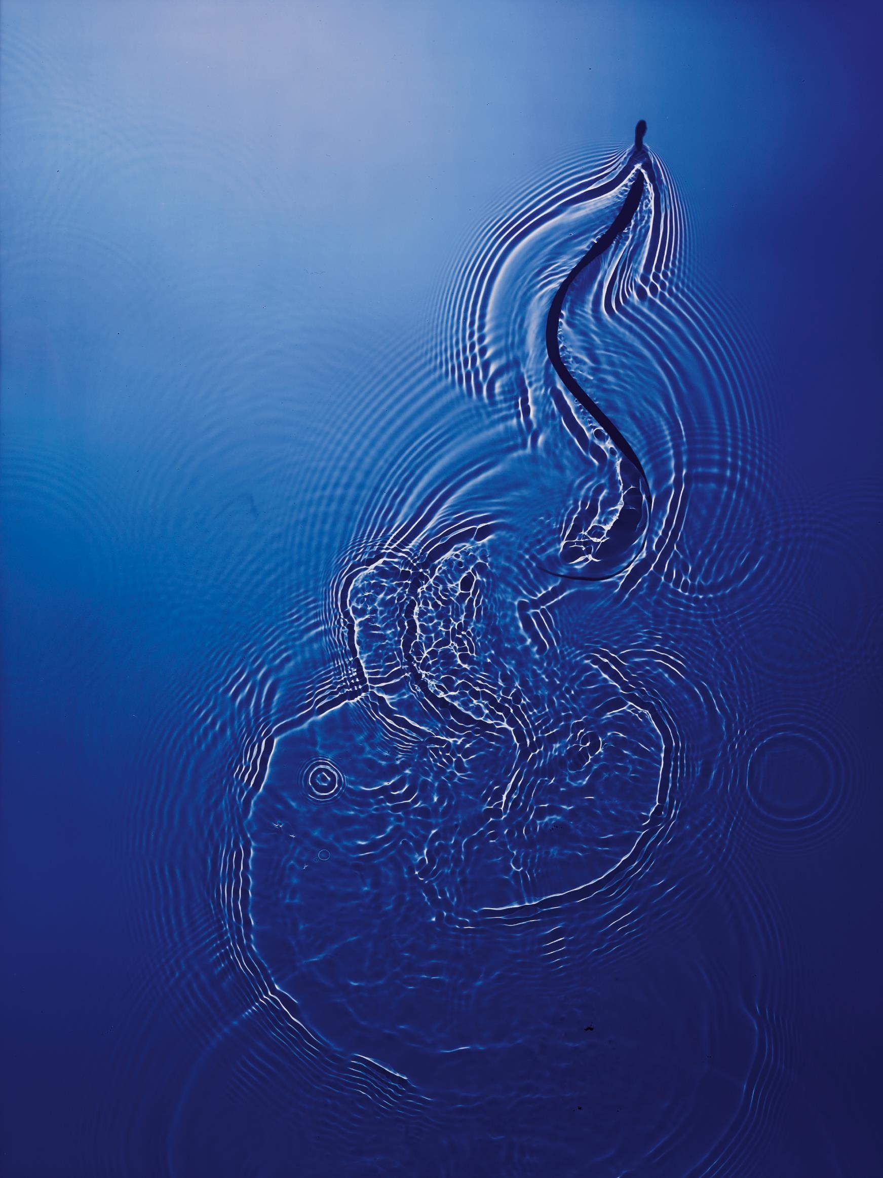 Adam Fuss | Untitled - Blue snake (1998) | MutualArt