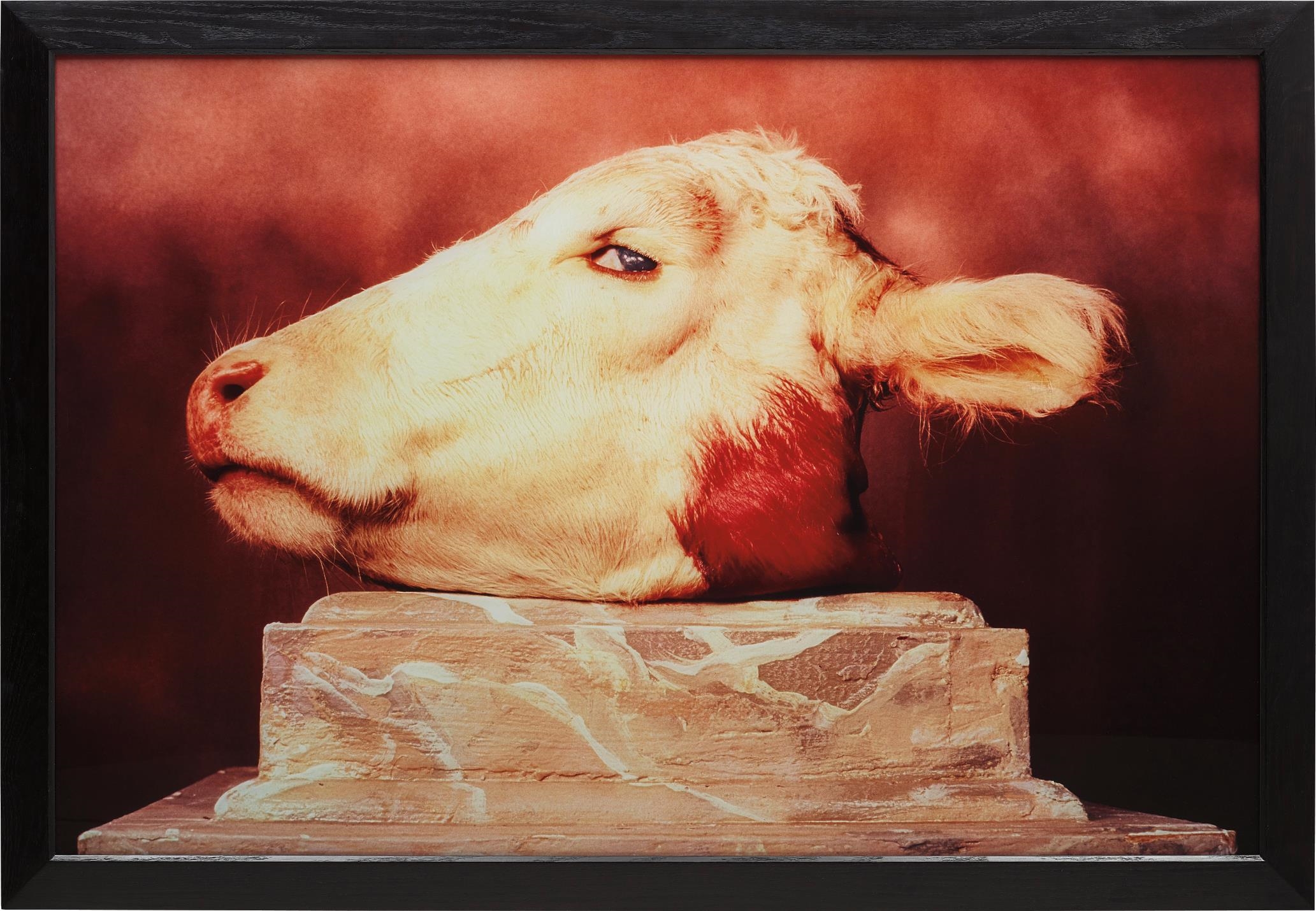 Andrés Serrano | Cabeza de Vaca (1984) | MutualArt