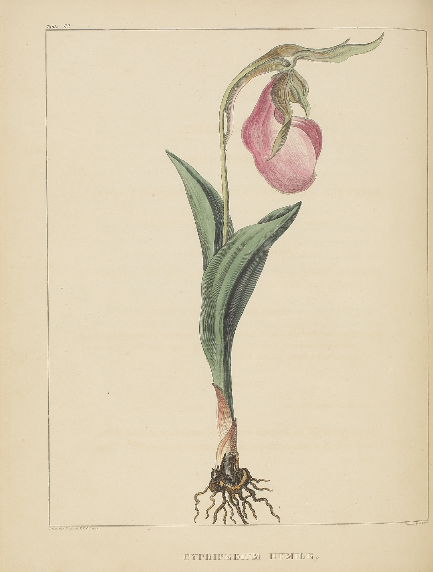 William Barton | 3 WORKS: A FLORA OF NORTH AMERICA | MutualArt