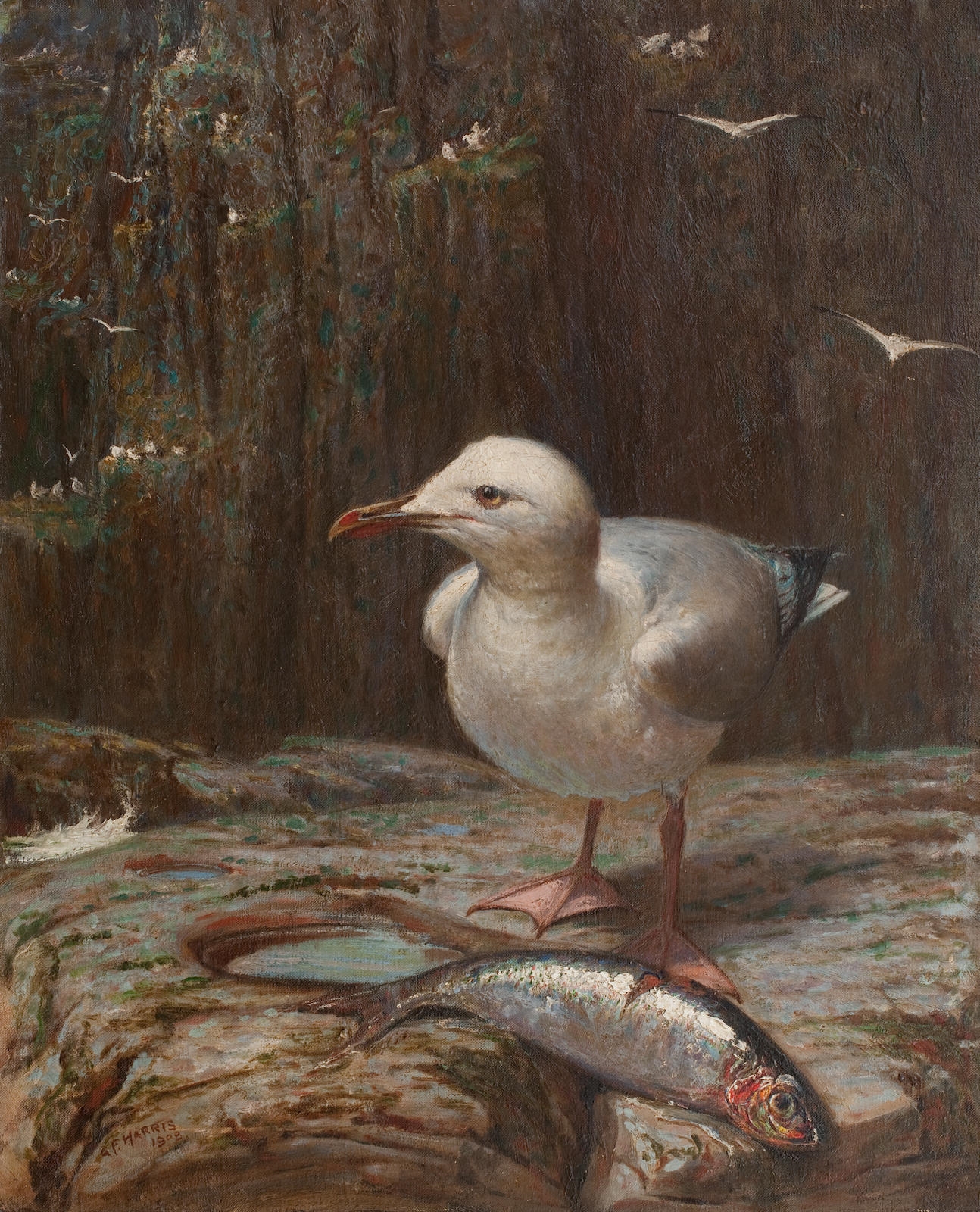 George F. Harris | Herring Gull with herring (1908) | MutualArt