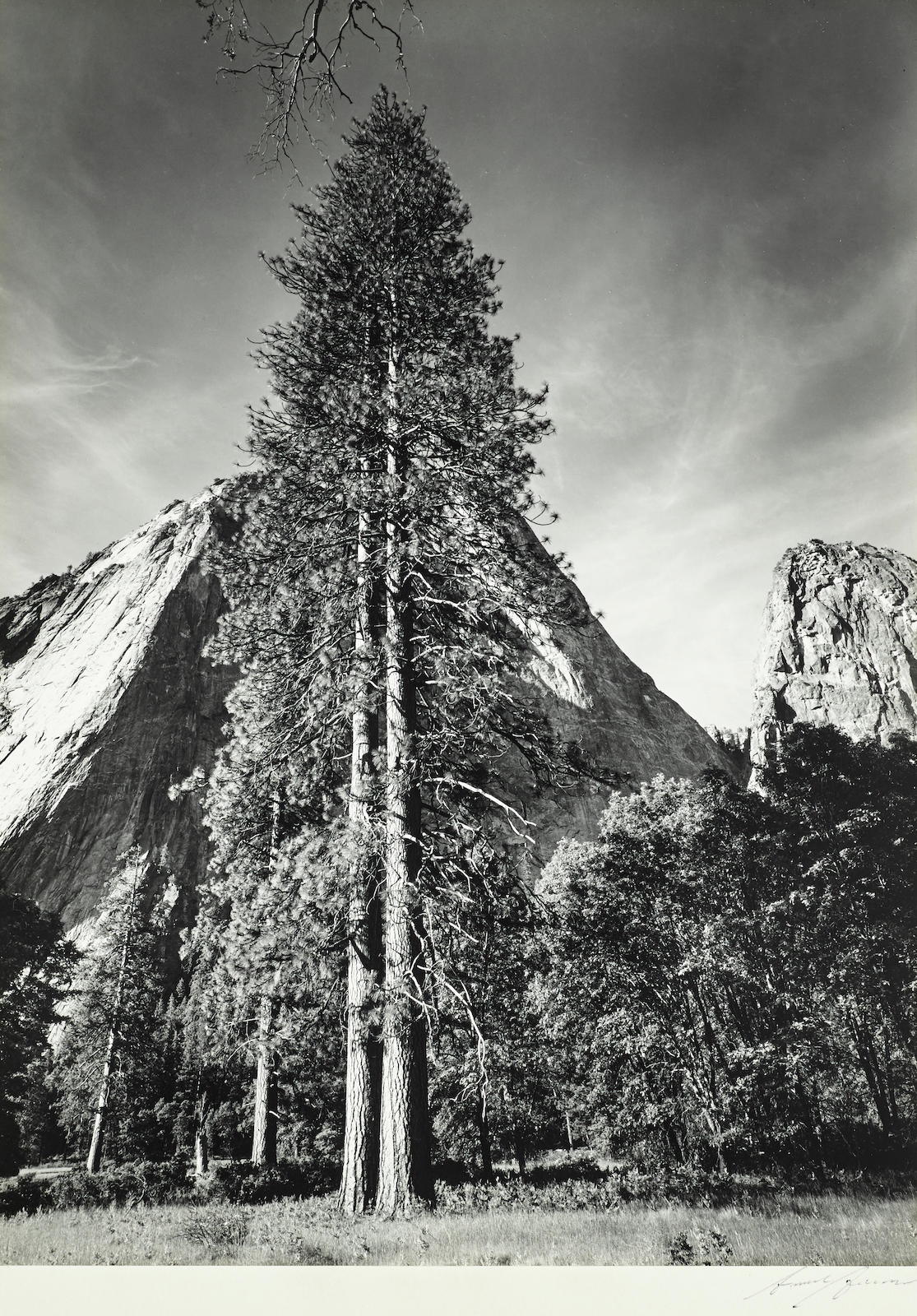Ansel Adams Tree