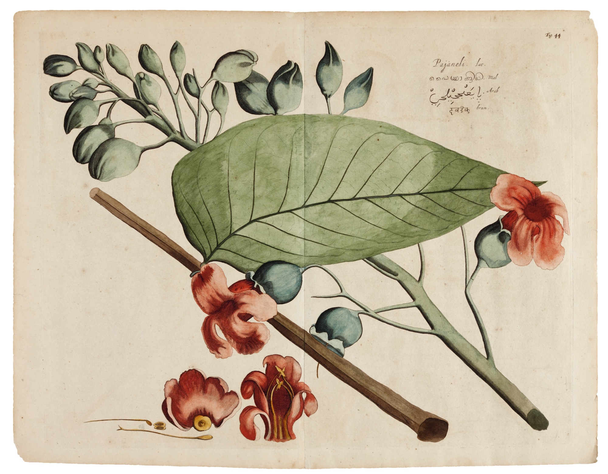 Henrik Draakestein | 4 WORKS: HORTUS INDICUS MALABARICUS | MutualArt