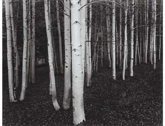 Bruce Barnbaum | 10 Works, Photographs of Nature (1976 - 1979) | MutualArt