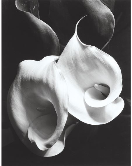 Imogen Cunningham | Two Callas (1929) | MutualArt