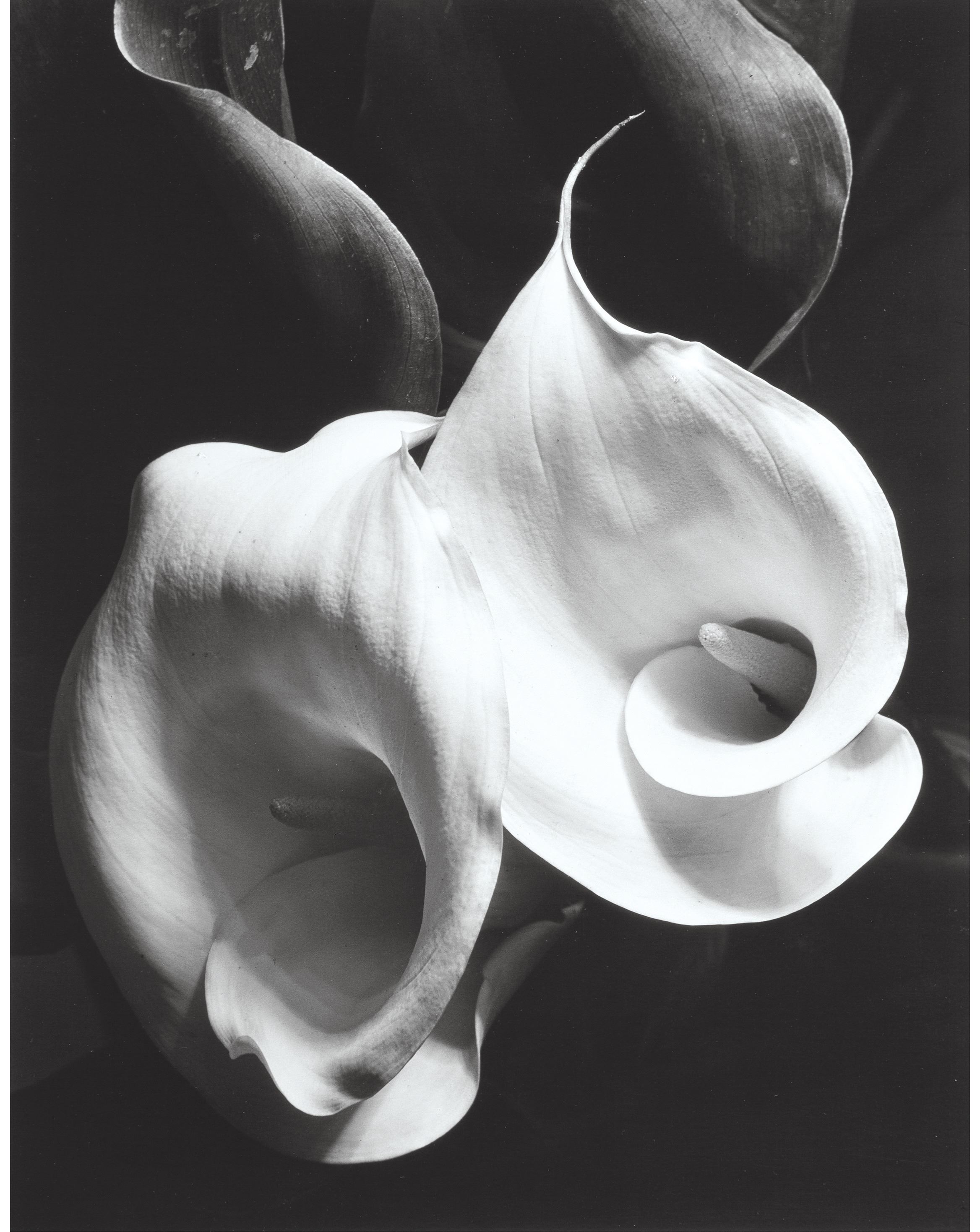 Imogen Cunningham | TWO SHELLS | MutualArt