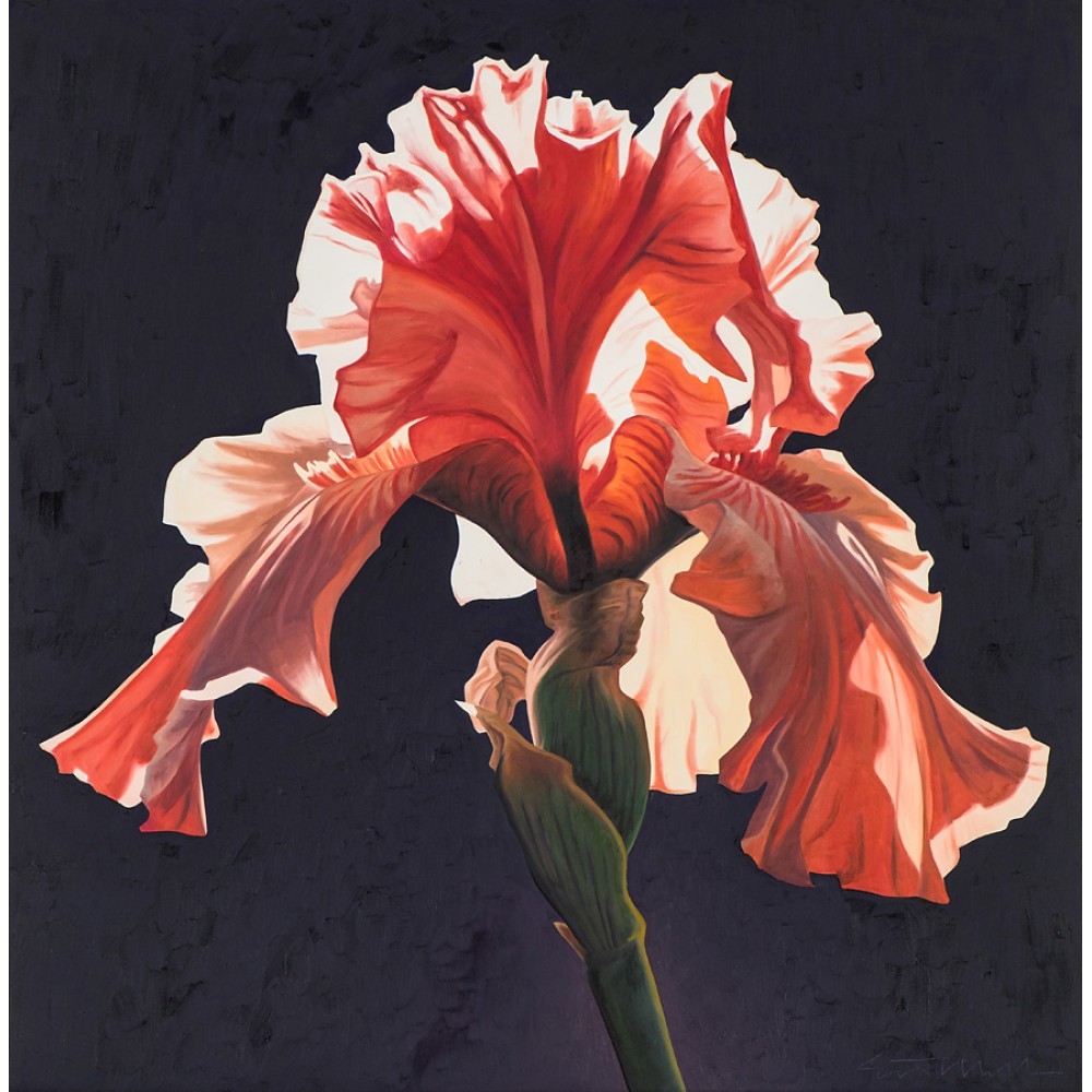 Ed Mell | Scarlet Iris (1997) | MutualArt