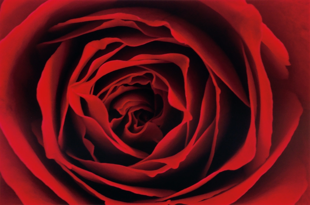 Ernst Haas | Rose | MutualArt