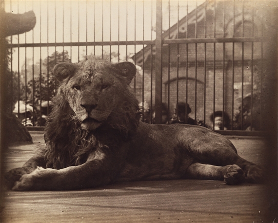 Henry Dixon | Lion at the London Zoo (Circa 1880) | MutualArt