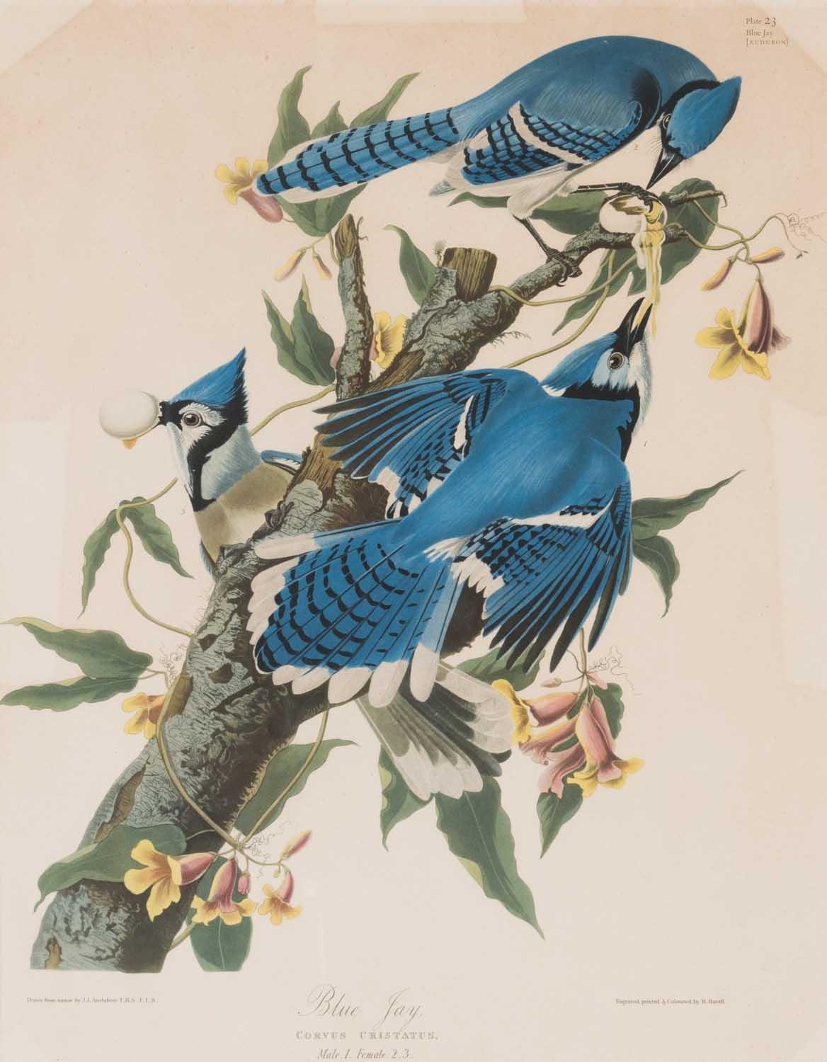 John James Audubon | Blue Jay (Corvus Cristatus) | MutualArt