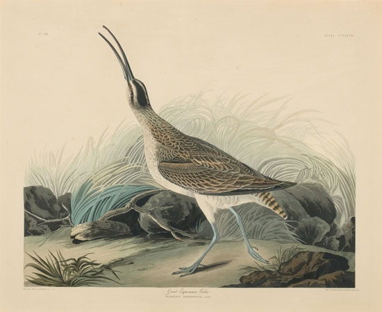 John James Audubon | Great Esquimaux Curlew (Numenius Hudsonicus, Lath ...