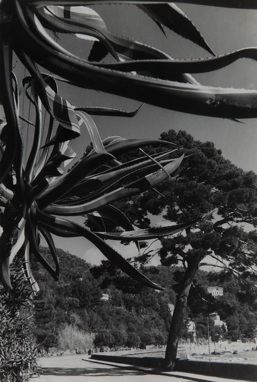 Riccardo Moncalvo | Strada di Santa Margherita e Portofino (1950 - 1960 ...