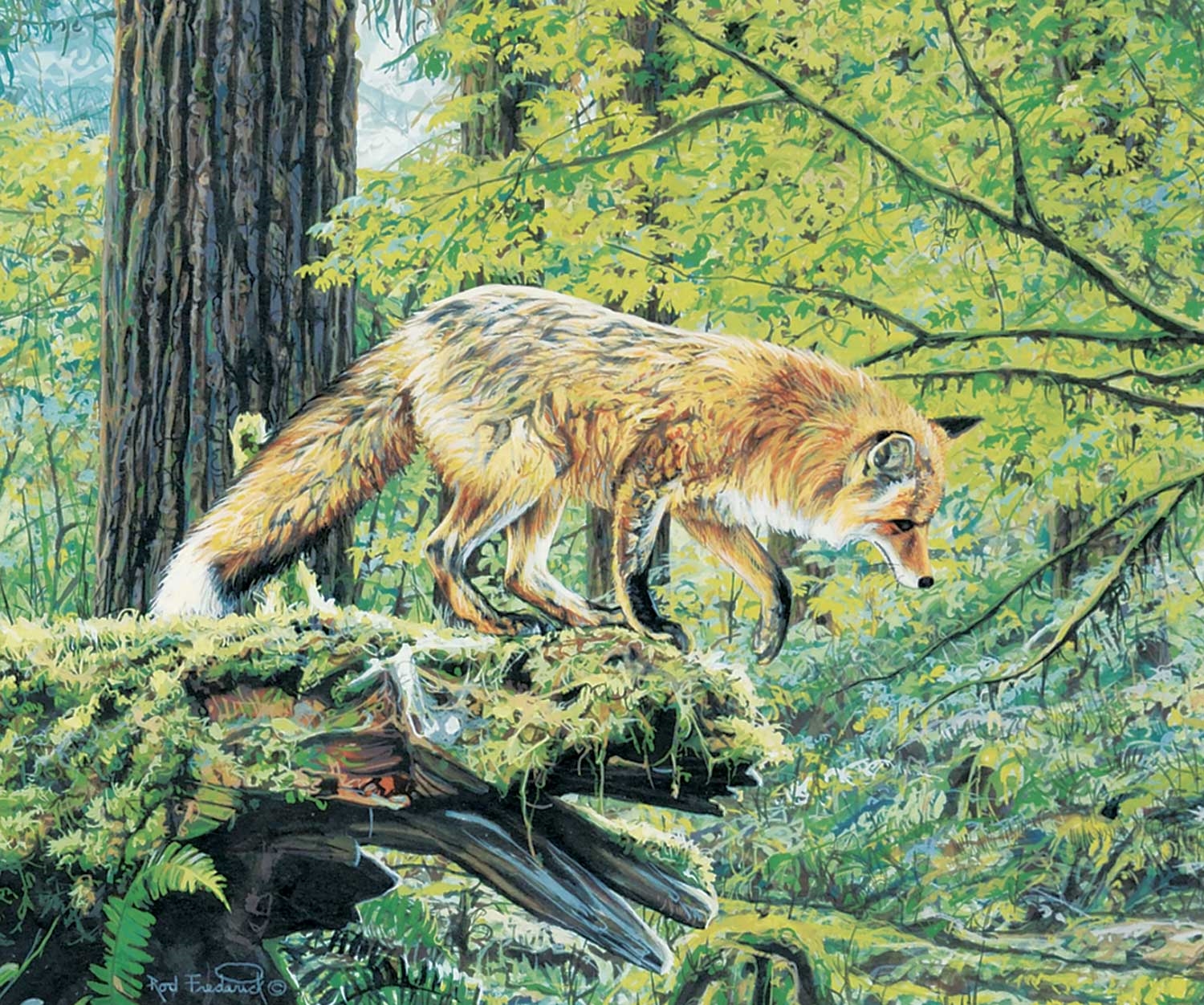 Rod Frederick | Untitled - Fox Study | MutualArt