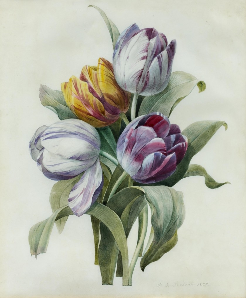 Pierre-Joseph Redoute | A bunch of tulips (1837) | MutualArt