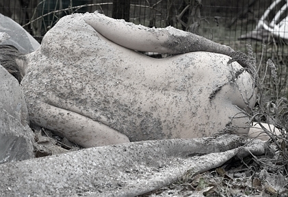 Dana Hoey | ASH Fallen (2007) | Available for Sale on MutualArt