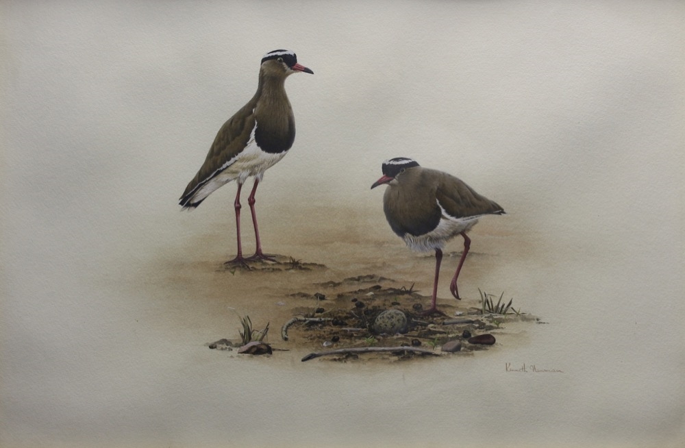 Kenneth Newman | Crowned Plover’s | MutualArt