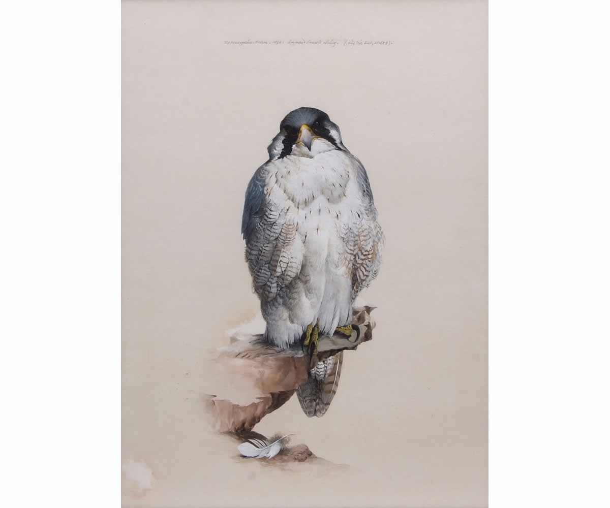 Raymond Harris Ching | The Peregrine Falcon (1966) | MutualArt