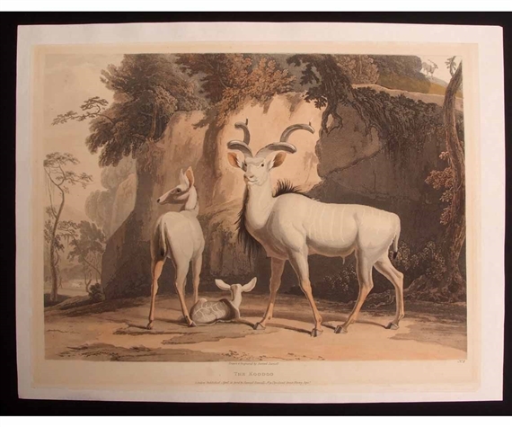 Samuel Daniell | 10 Works: The Hippopotamus, The Quahkah, The Koodoo ...
