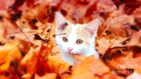 Julie Clements | Artist Overview | MutualArt