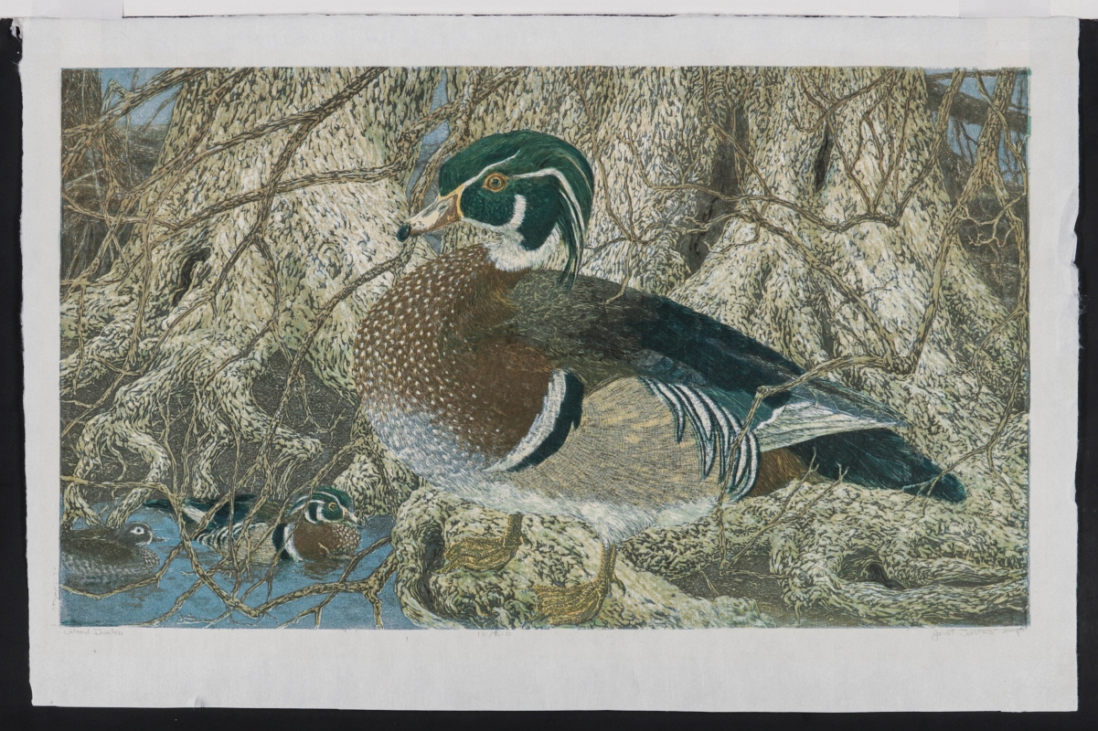 Janet Turner | Wood Duck (1975) | MutualArt