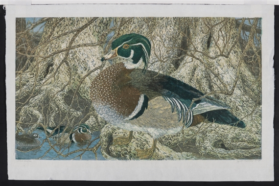 Janet Turner | Wood Duck (1975) | MutualArt
