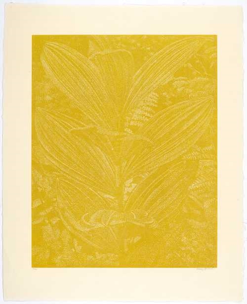 Franz Gertsch | Gelber Enzian (Sepia) (2003) | MutualArt