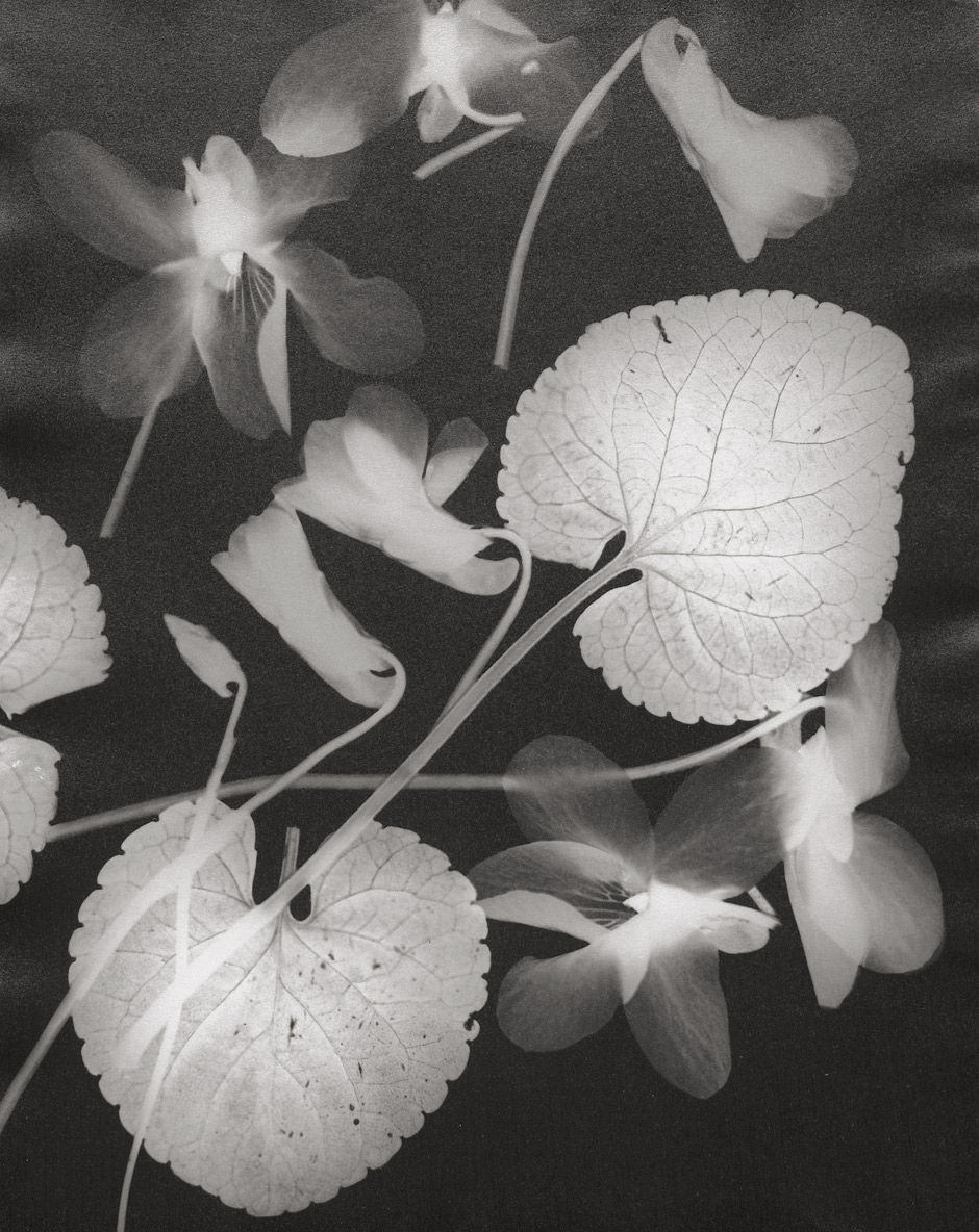 Lou Landauer | Photograms of flowers | MutualArt