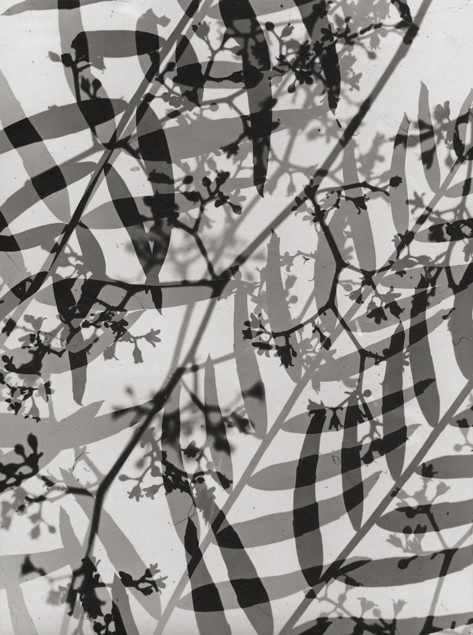 Lou Landauer | Photograms of flowers | MutualArt